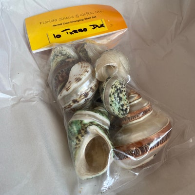 Large left Handed Lightning Whelk Shell 6 Seashell Beach Decor Native ...