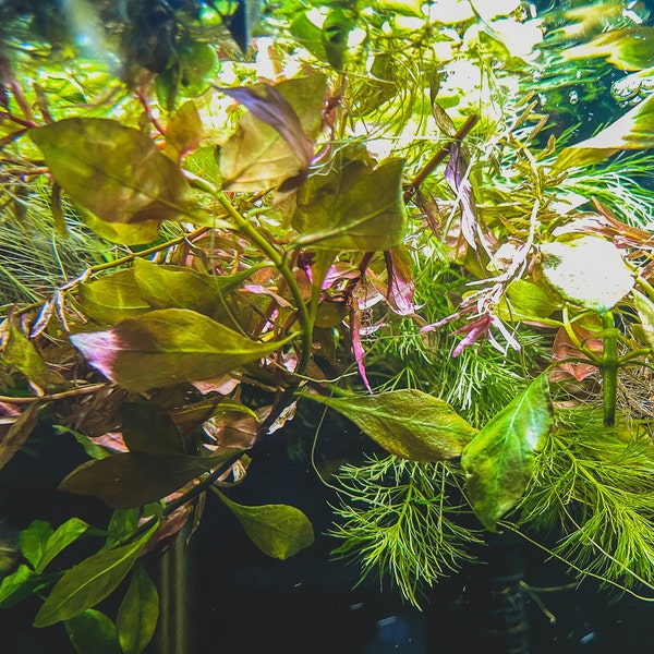 Tank One, Various Live Aquarium/aquatic/background/midground/foreground ...