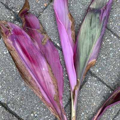 Musa-ice CREAM BLUE JAVA Live Banana Tree-healthy Well Rooted Starter ...