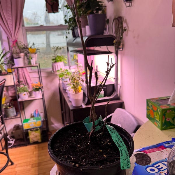 Hosta TRUE Chartreuse With White/cream Edges 'american Dream' in 4.5x5 ...