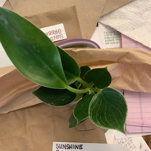 Philodendron Birkin Galaxy Starter Plant (ALL STARTER PLANTS Require ...