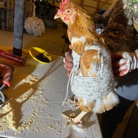 Chicken Sweater Crochet Pattern - Etsy Canada