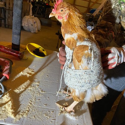 Chicken Sweater Crochet Pattern - Etsy