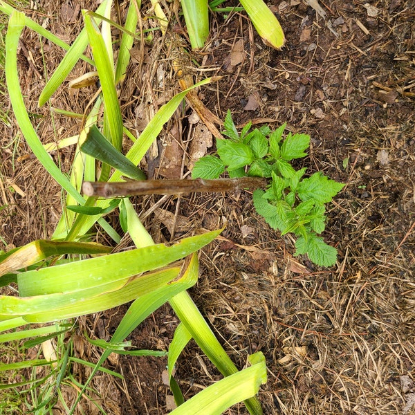3 Raspberry Plants "joan J"-completely Thornless, Everbearing, High ...