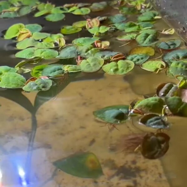 Chinese New Year Mini Hanger Lunar New Year Decoration Set of 20—set - Etsy