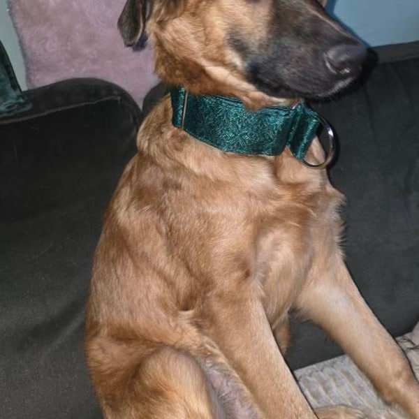 Martingale Collar, Dog Collar, Sighthound Collar, Galgo Collar ...