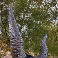 Curved, Small Bull Horns, Handmade, Satyr Horns, Wearable Costume Horns ...