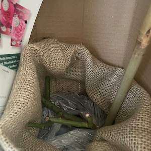 Happy Retirement Rose Bush Gift Wrapped Help A Colleague or Friend ...