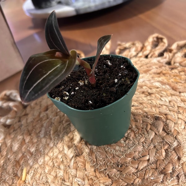 Hunter's Venom African Violet Live Plant, Young Starter in a 4" Pot ...