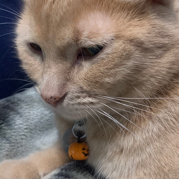 Halloween Cat Bell – Cute Pumpkin (pumpkin Bell) - Etsy