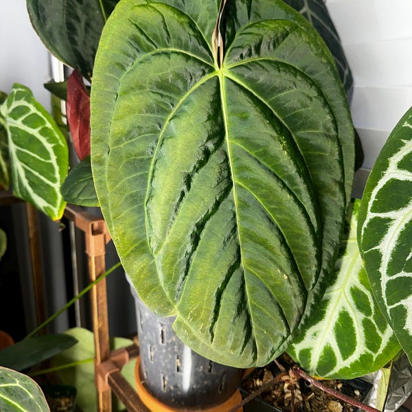 Philodendron Variegated Micans Top Cutting 1' 1.5 Leaf in 1oz Cup Pink ...