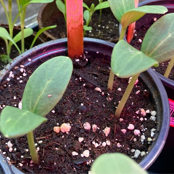 Heirloom Persian Cucumber Seeds - Fresh Seeds Grown and Harvested in ...