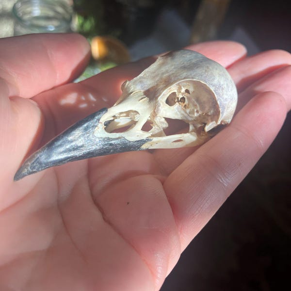 Real Carrion Crow Skull Corvus Carone Raven Corvid Taxidermy Gothic ...