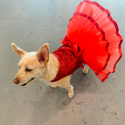 Red Sequinned Tutu Style Dog Dress for Small Breed Dogs. Designer Dog ...