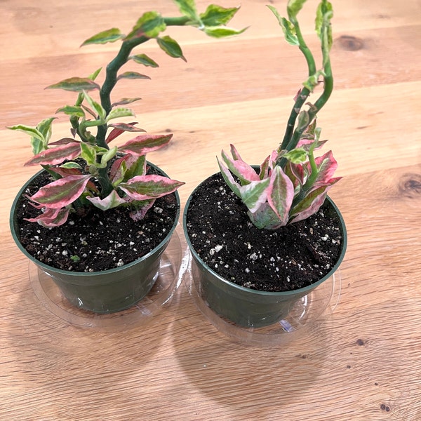 Devil's Backbone I Pink Variegated - Etsy