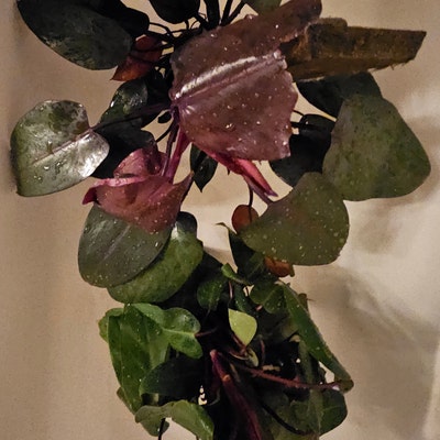 Aglaonema 'bamboo' Sp. Variegated Chinese Evergreen Live Indoor ...