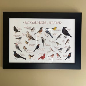 New York Backyard Birds Field Guide Art Print / Watercolor Painting ...