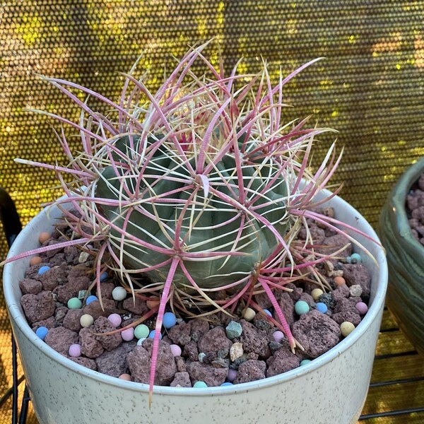 Fishhook Barrel Cactus, Arizona Barrel Cactus, Ferocactus Wislizenii - Etsy