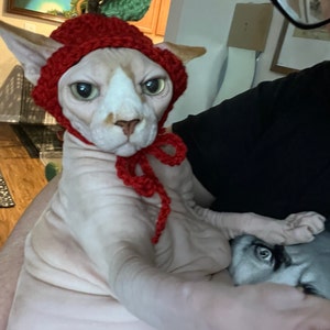 Apple Hat for Cats - Etsy