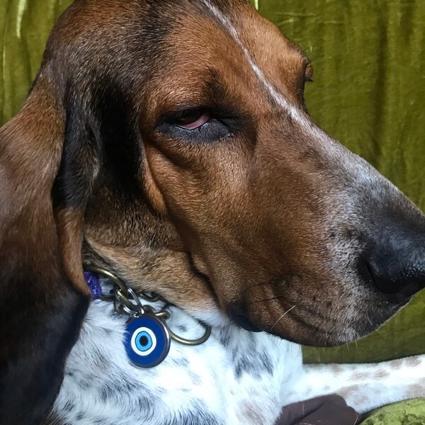Evil Eye Enamel Stainless Steel Personalized Custom Pet Tag LIFETIME ID ...