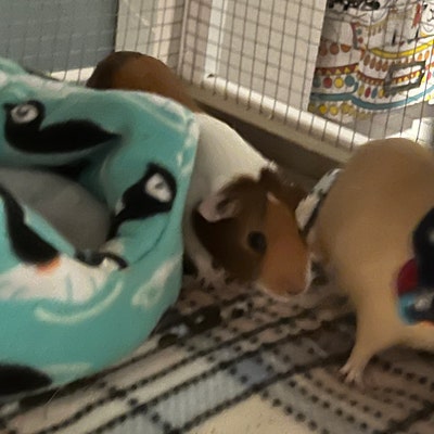 Cuddle Cup W/pee Pad Customizable 10x5 - Etsy