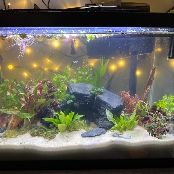 Hygrophila Salcifolia (hygro. Blue)- BUY3GET1FREE - Live Aquarium Plant ...