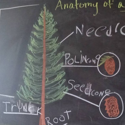 Shark Teeth Poster/art Print - Etsy