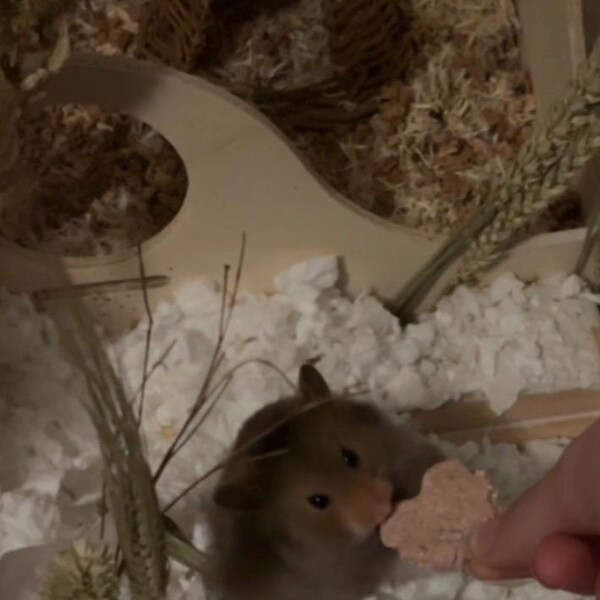 Forage Box Rabbits, Guinea Pigs, Hamsters, Rats - Etsy UK