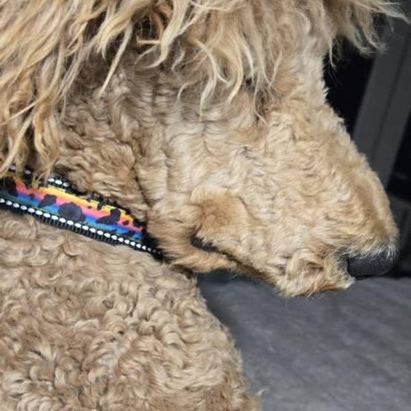 Monster Hunter Wall Tapestry WILDS, Iceborne Quote, Room Decor, MHW ...