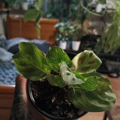 Variegated Maranta Beauty Kim 4 Pot ALL PLANTS Require You to Purchase ...