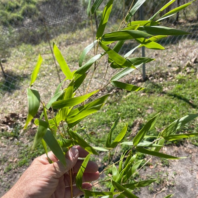 Fargesia Rufasunset Glow Clumping Bamboo Plant in Number One - Etsy