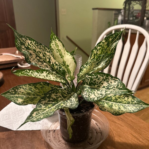 Aglaonema Snow White in 4" Pot (aka Osaka, First Diamond, Spring Snow ...