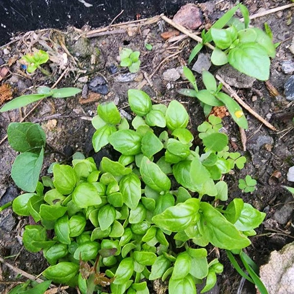 50+ Thailand Bird Eye Hot Pepper Seeds, Chili Seeds - Etsy