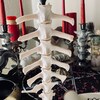Real Mole Bone Displays. Bone Display. Mounted Mole Bones. - Etsy UK