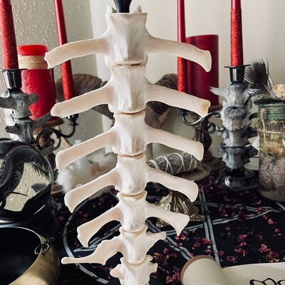 Real Mole Bone Displays. Bone Display. Mounted Mole Bones. - Etsy UK