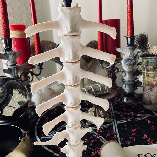 Gold Ring Wall Hangers. Skull Display Wall Art. Cottage Core. Bone Home ...