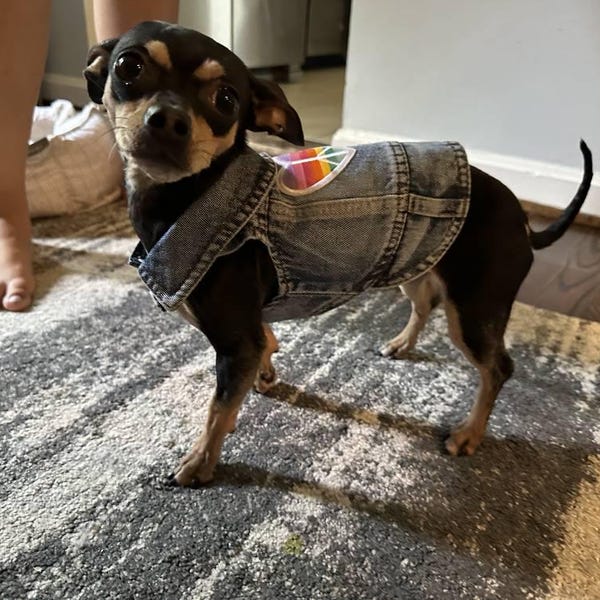 Dog Denim Jacket, Custom Dog Denim Vest, Personalized Dog Jean Jacket ...