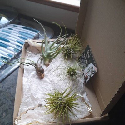 Starter Pack Live Aquarium Plant Aquatic Tropical Fish Java - Etsy UK