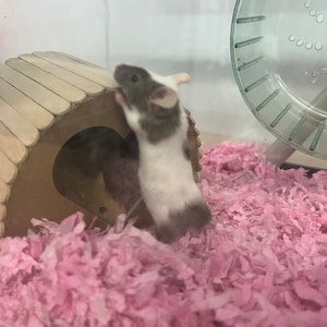 Mouse Hanging Hammock for Small Animals Cage Hammock for Multiple Mice ...