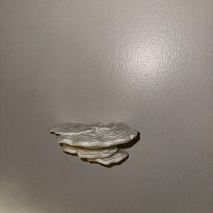 TINDER FUNGUS Mushroom Wall Shelf Unique Organic Floating Shelf, Rustic ...