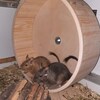 16 New Wheel Conception by Rodents Home. Aluminium Hoop - Etsy