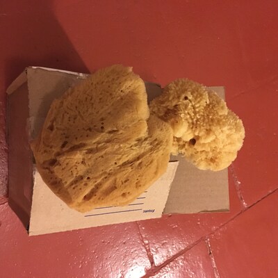 Gulf Coast Florida Horse Conk Shell - Etsy