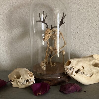 Sphinx Skeleton Curiosity Cabinet - Etsy