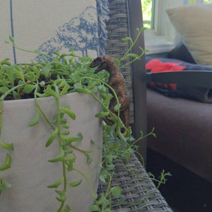 Peter Rabbit Pot Buddy Pot Hanger Beatrix Potter Gift - Etsy