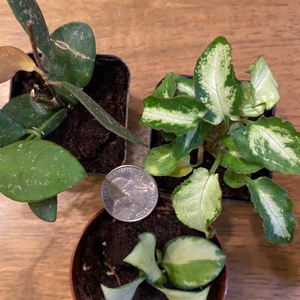 Syngonium Three Kings Starter Plant ALL STARTER PLANTS Require You to ...