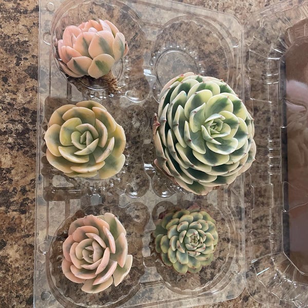 Mix Rare Live Succulent Plants Advanced Level Blind Box, 2-3.5" Random ...