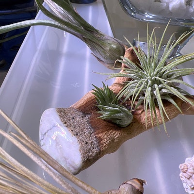 Fossil Planter Rustic Ceramic Plant Pot Succulent Air - Etsy