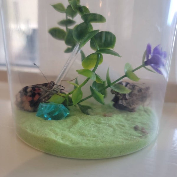 Live Venus Flytrap Plant Kit in 4.5 Terrarium Carnivorous Plant Food ...