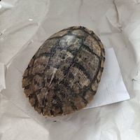 Red Eared Slider Turtle Shells - Etsy