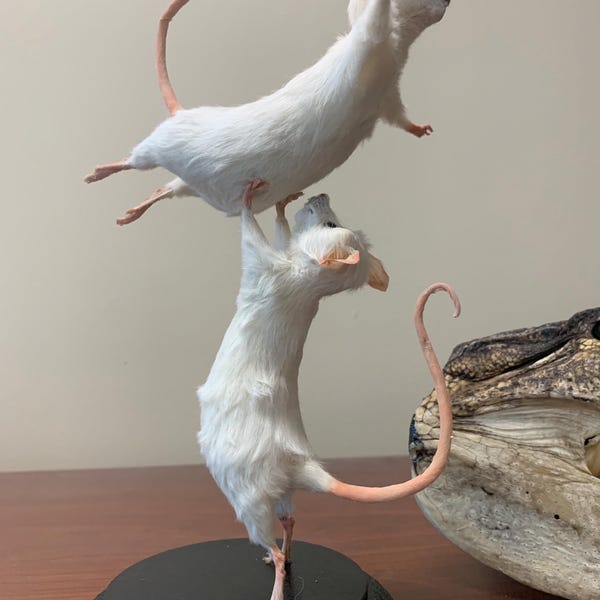 Dirty Dancing – Taxidermy Mouse Duet | Pas De Deux Collection - Etsy